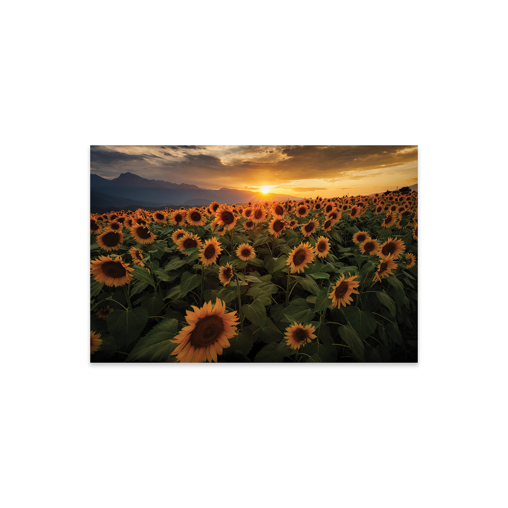 Gracie Oaks Summer in Japan XIII by Daisuke Uematsu - Unframed Print | Wayfair
